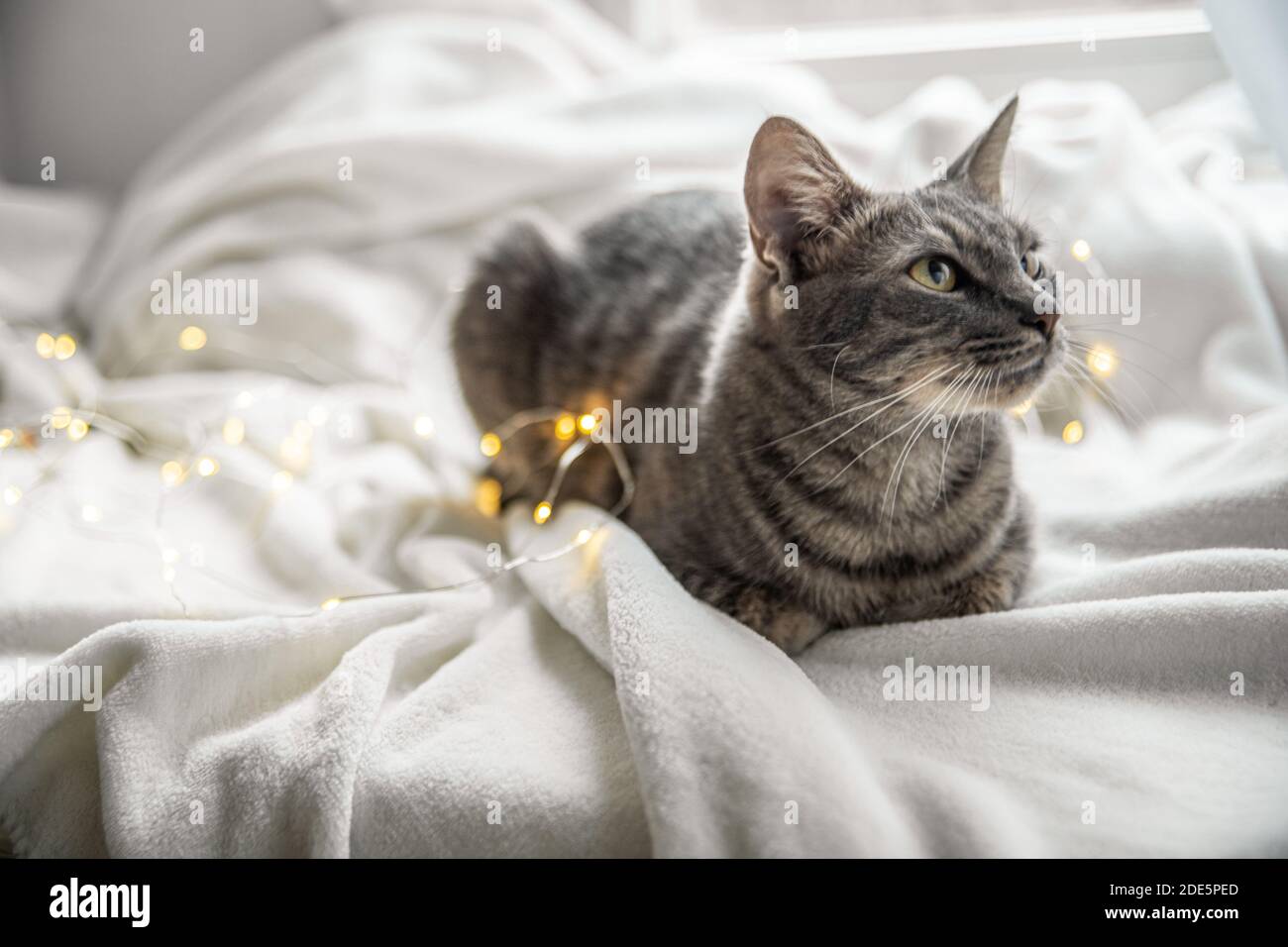 Cat in light christmas lights hi-res stock photography and images - Alamy