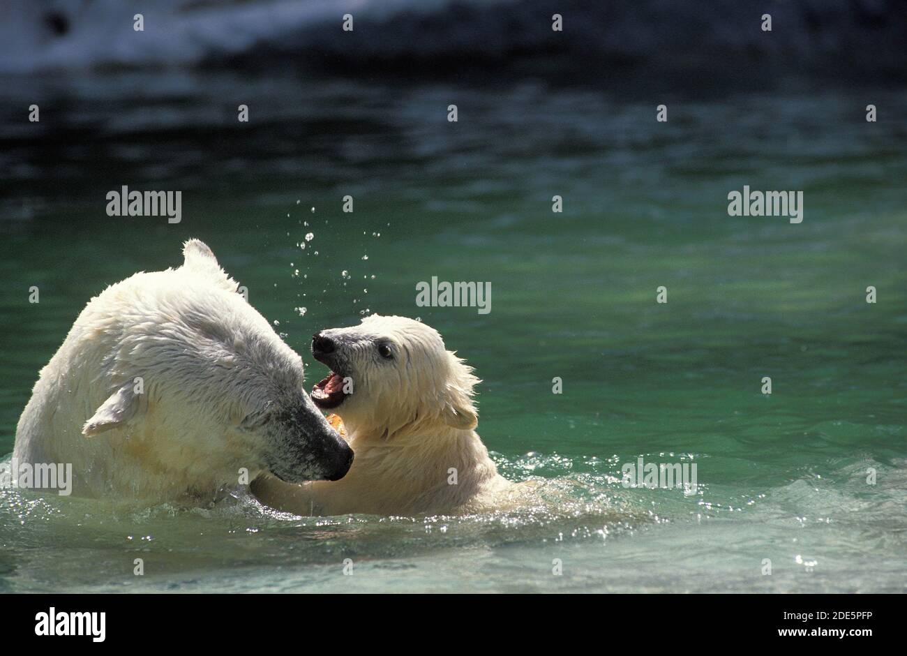 Polar Bea, thalarctos maritimus, Female with Cub playing in Water Stock ...
