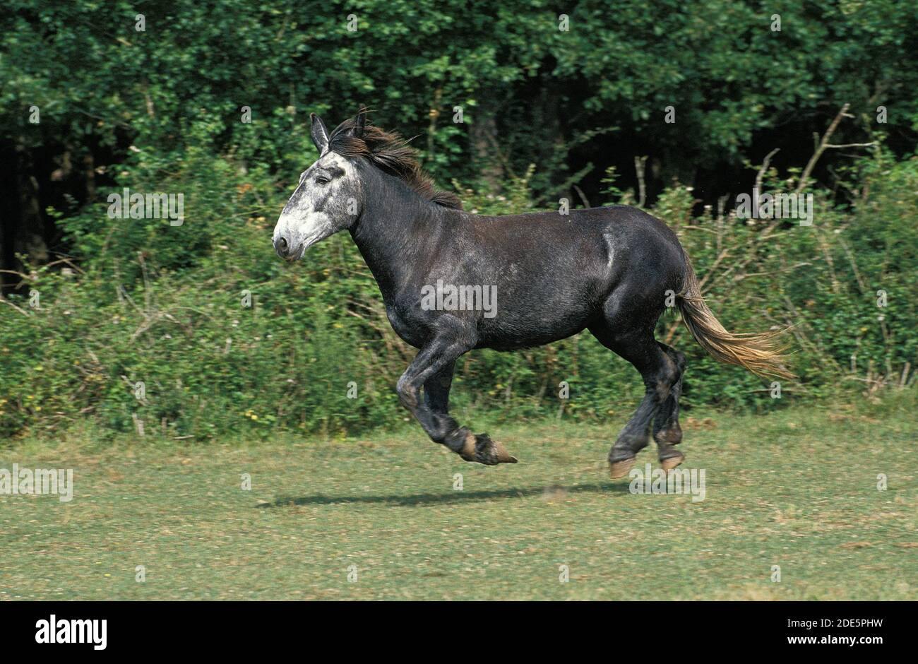 Mule, Crossbreed of Male Donkey and Female Horse, Adult Galloping ...