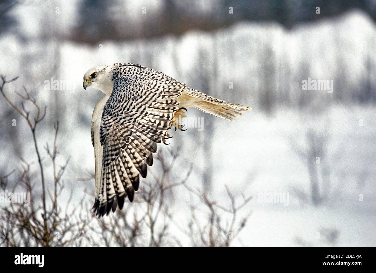 Gyrfalcon, falco rusticolus, Adult in Flight, Canada Stock Photo - Alamy
