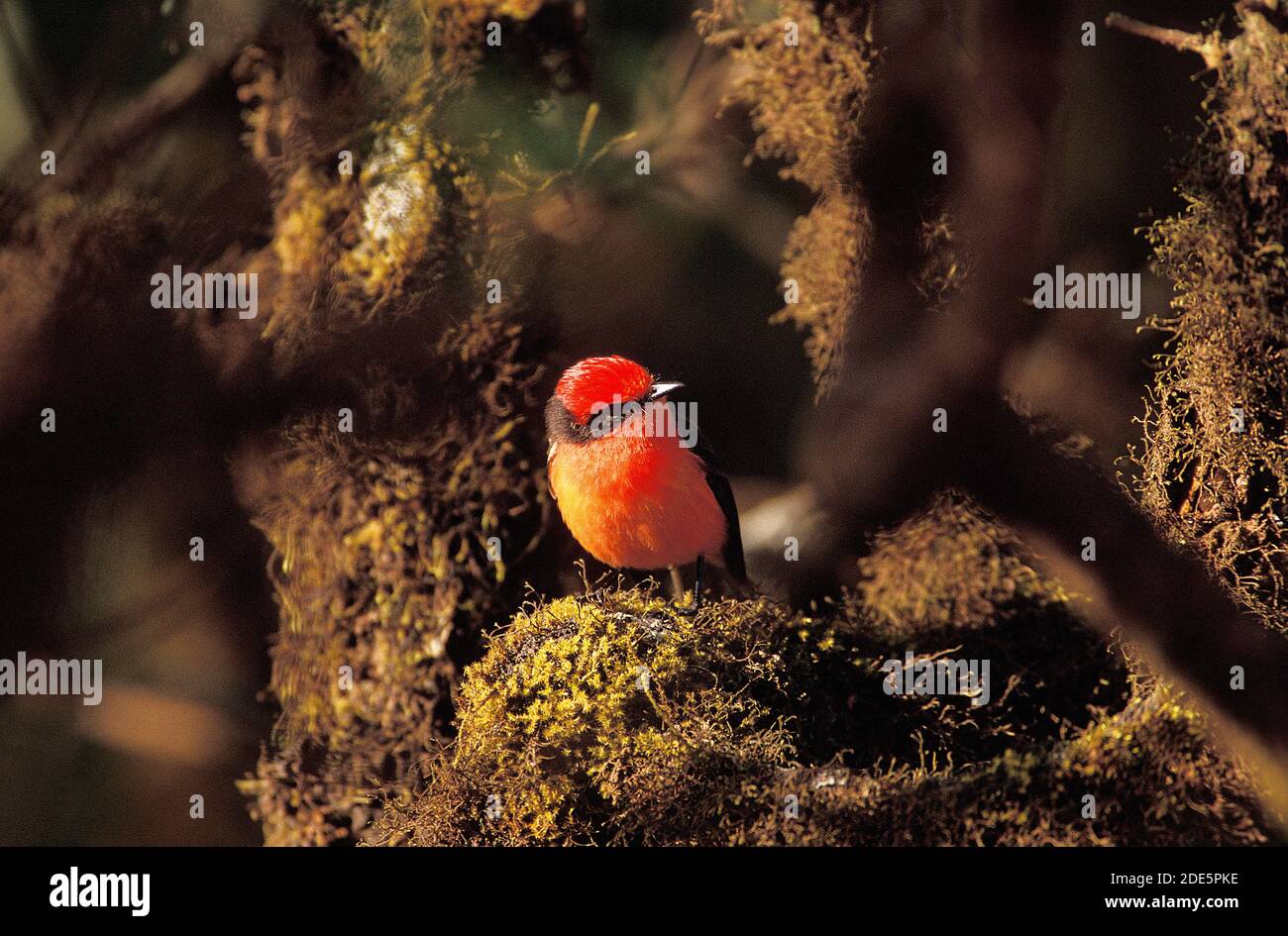 Vermillon Flycatcher, pyrocephalus rubinus, Male standing in Tree ...
