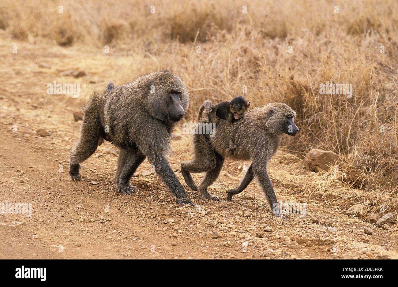Baboon standing up hi-res stock photography and images - Alamy
