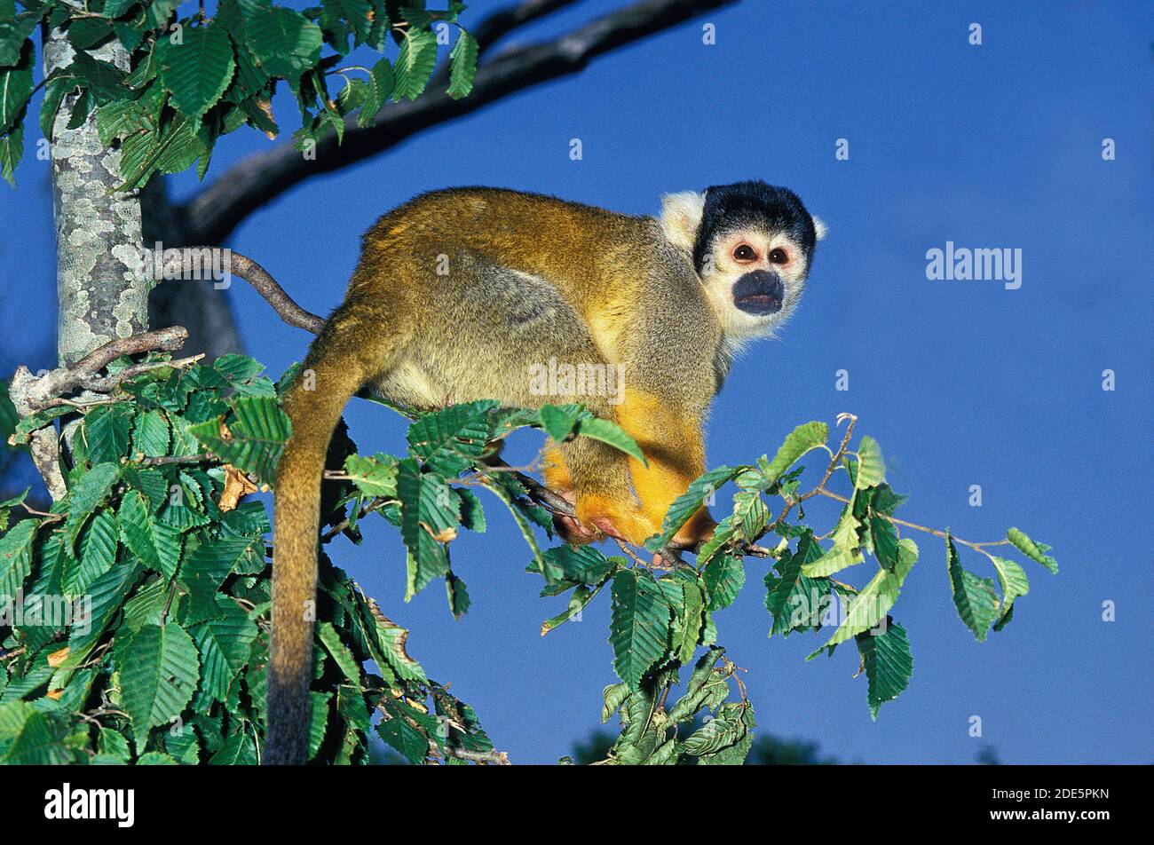 Squirrel Monkey, saimiri sciureus, Adult standing on Branch Stock Photo ...