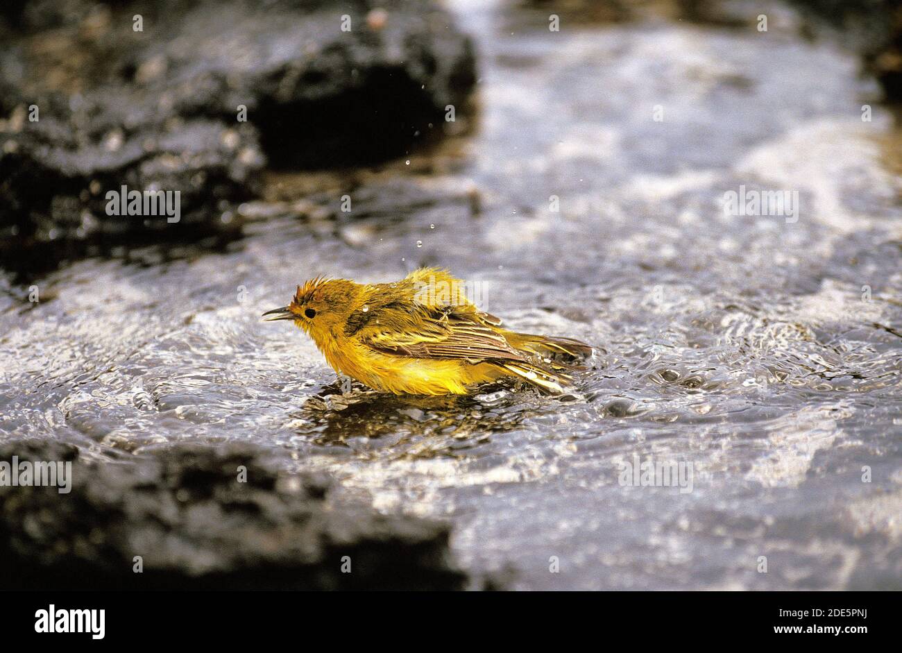 Yellow Warbler, dendroica petechia, Adult having Bath, Galopagos ...