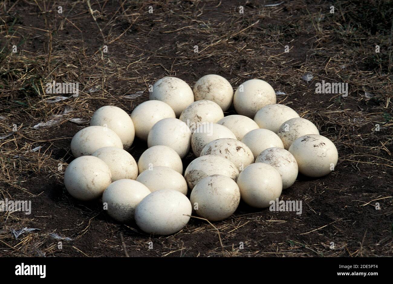 Ostrich, struthio camelus, Eggs in Nest, Masai Mara Park in Kenya Stock ...