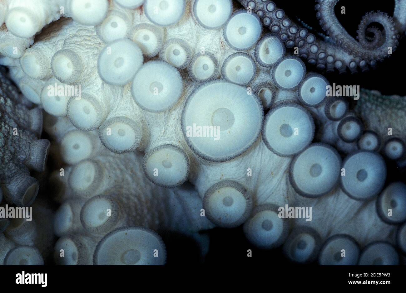 Octopus, Close-up of Tentacles Stock Photo - Alamy
