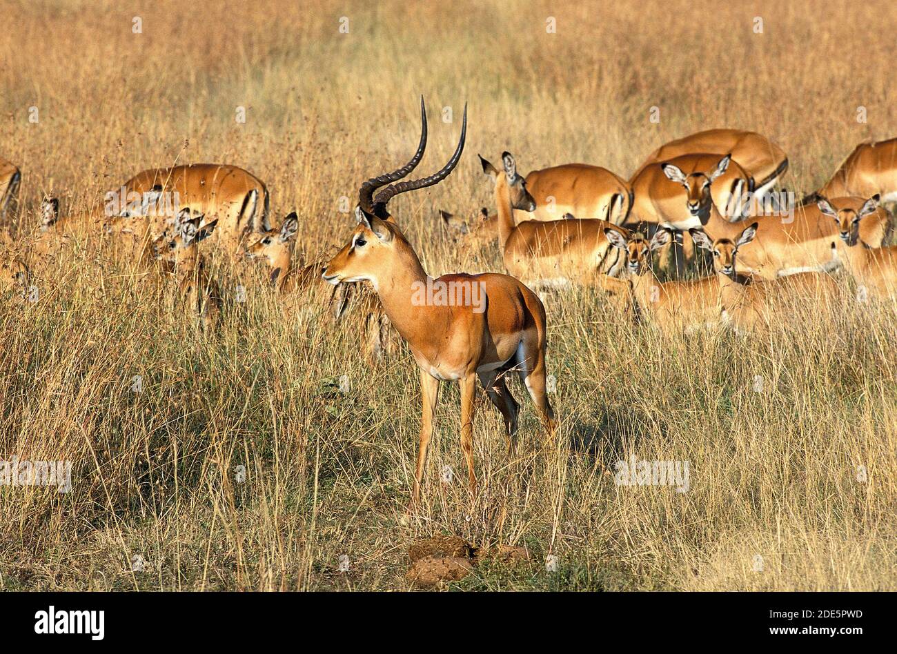 Female impala harem hi-res stock photography and images - Alamy