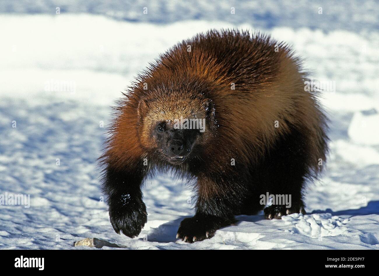 North American Wolverine, gulo gulo luscus, Adult standing on Snow ...