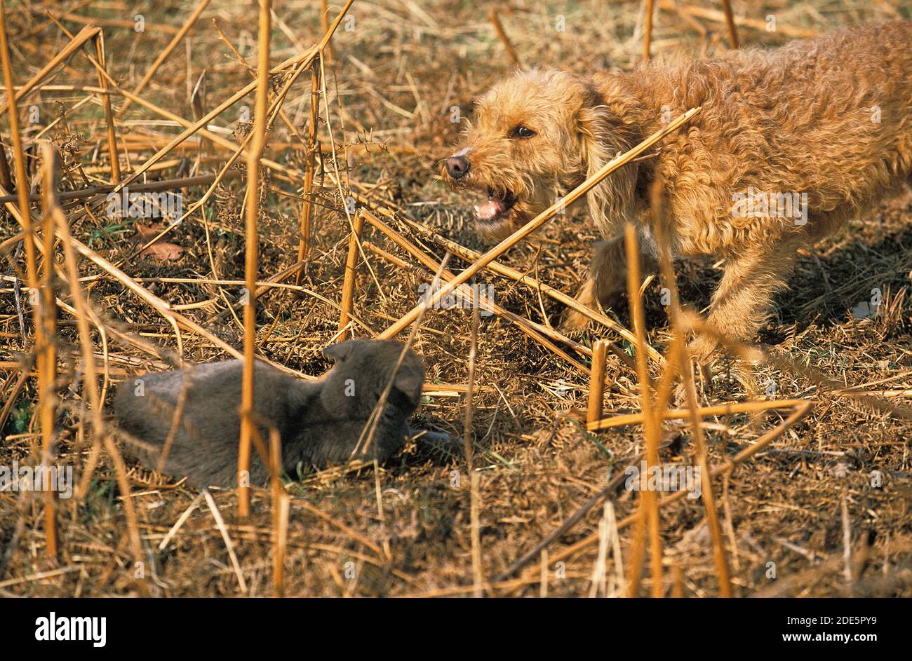 Dog with Cat, Defensive Posture Stock Photo - Alamy