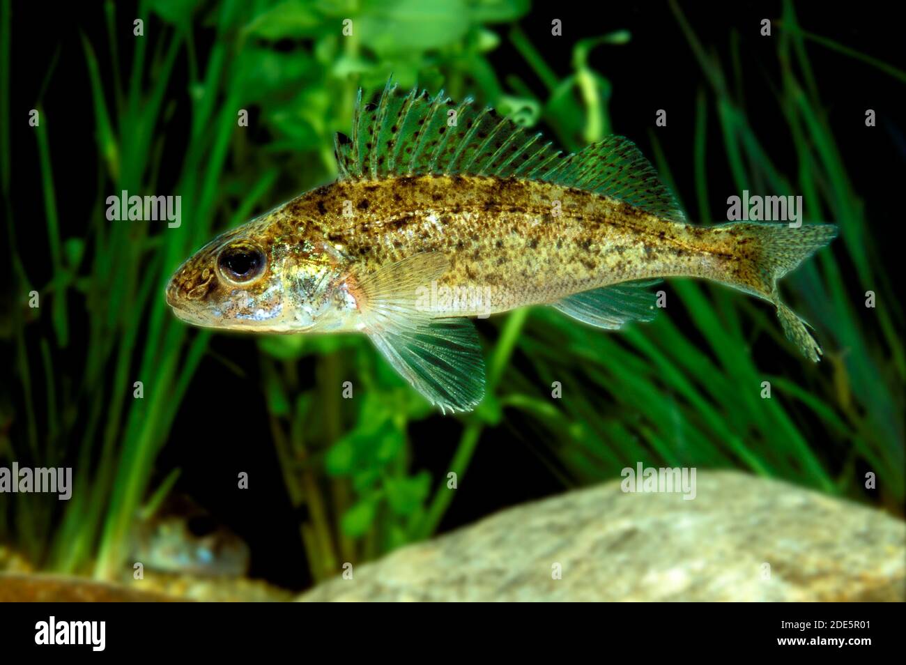 Ruffe, gymnocephalus cernua Stock Photo - Alamy
