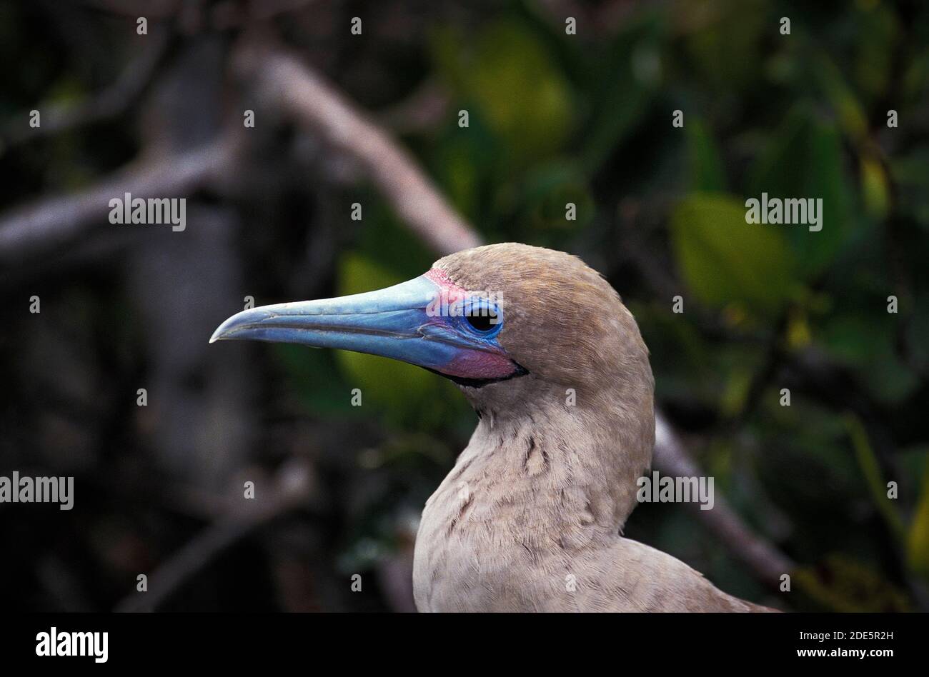 Red Footed Booby, sula sula, Portrait of Adult with Blue Beak ...