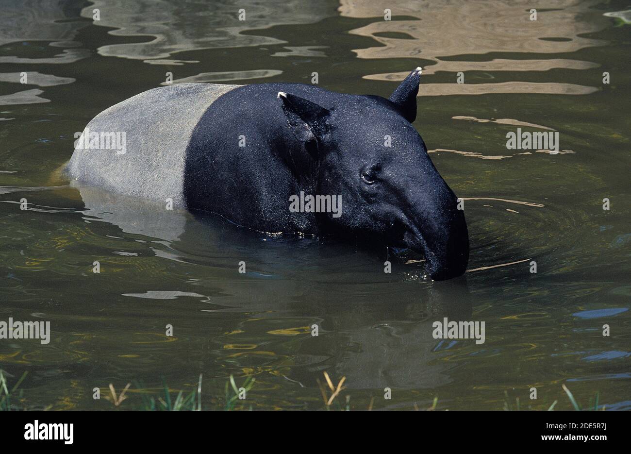 Malayan Tapir, tapirus indicus, Adult standing in Water Stock Photo - Alamy