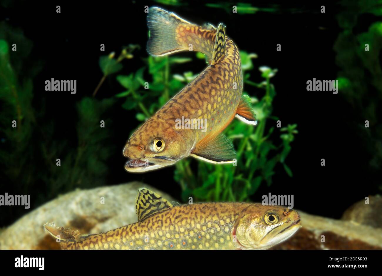 Brook Trout, salvelinus fontinalis, Adults Stock Photo - Alamy