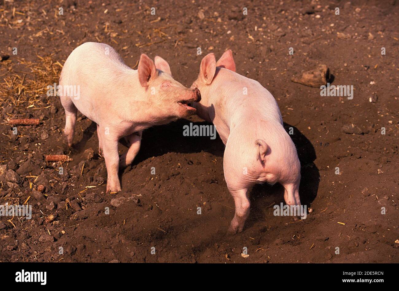 Large White Pig, Piglets Playing Stock Photo - Alamy