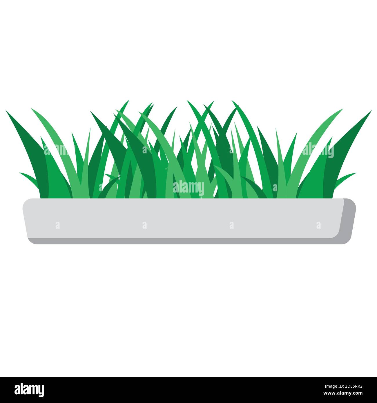 fresh grass grows in indoor white long pot isolated Stock Vector Image ...