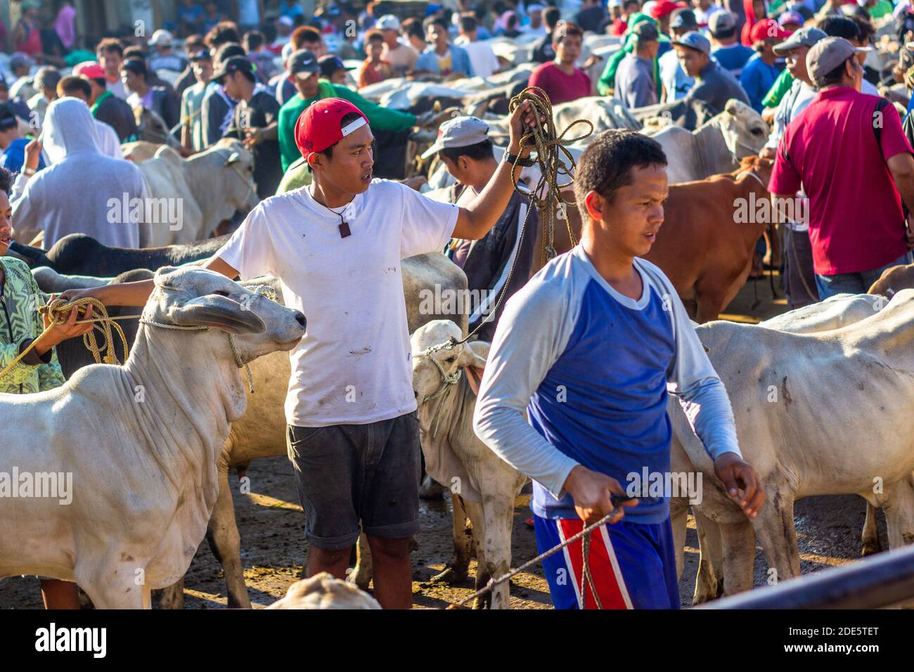 Early morning at the Padre Garcia Livestock Auction Market in Batangas ...