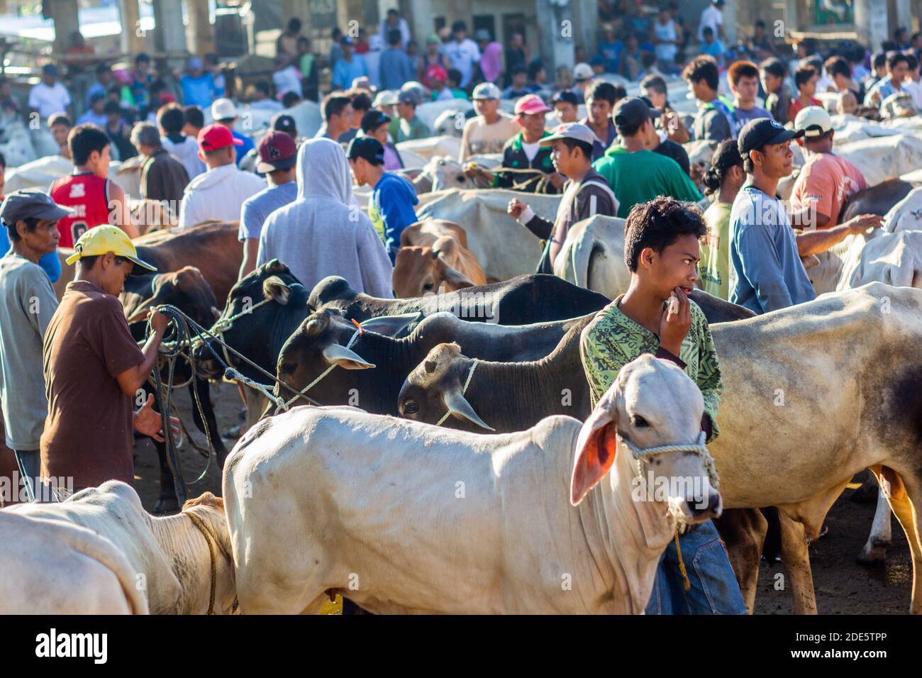Early morning at the Padre Garcia Livestock Auction Market in Batangas ...