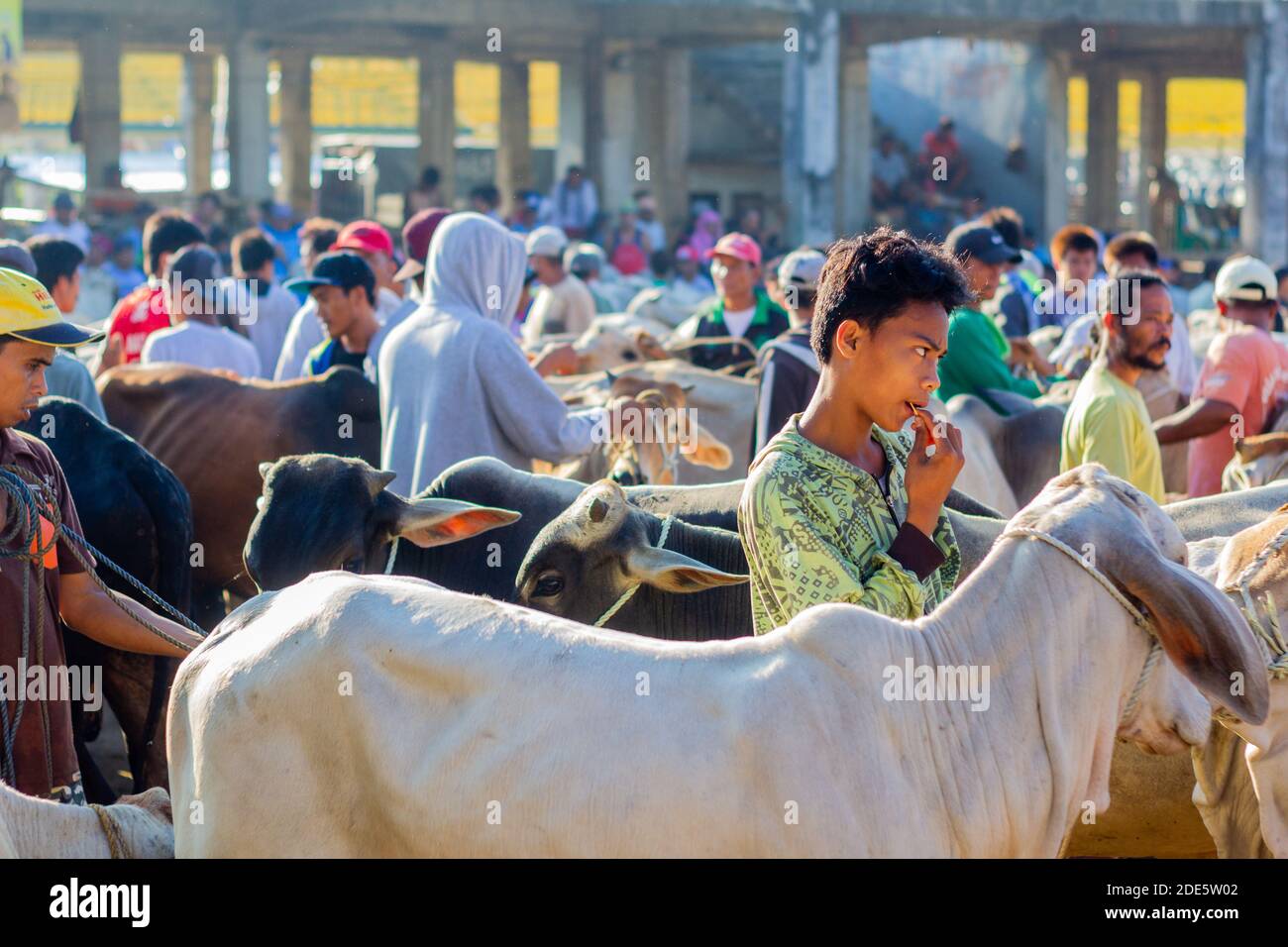 Early morning at the Padre Garcia Livestock Auction Market in Batangas ...