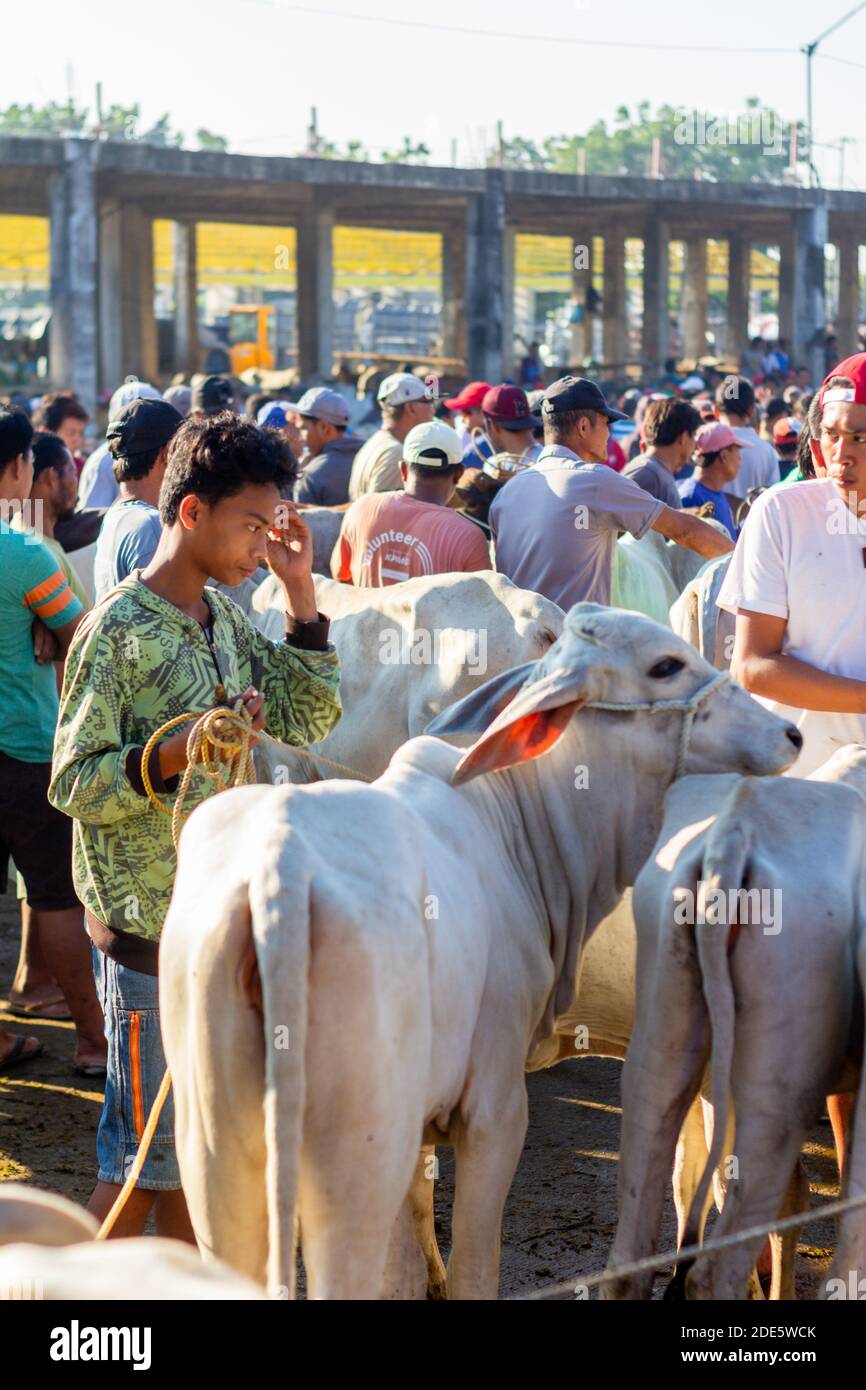 Early morning at the Padre Garcia Livestock Auction Market in Batangas ...