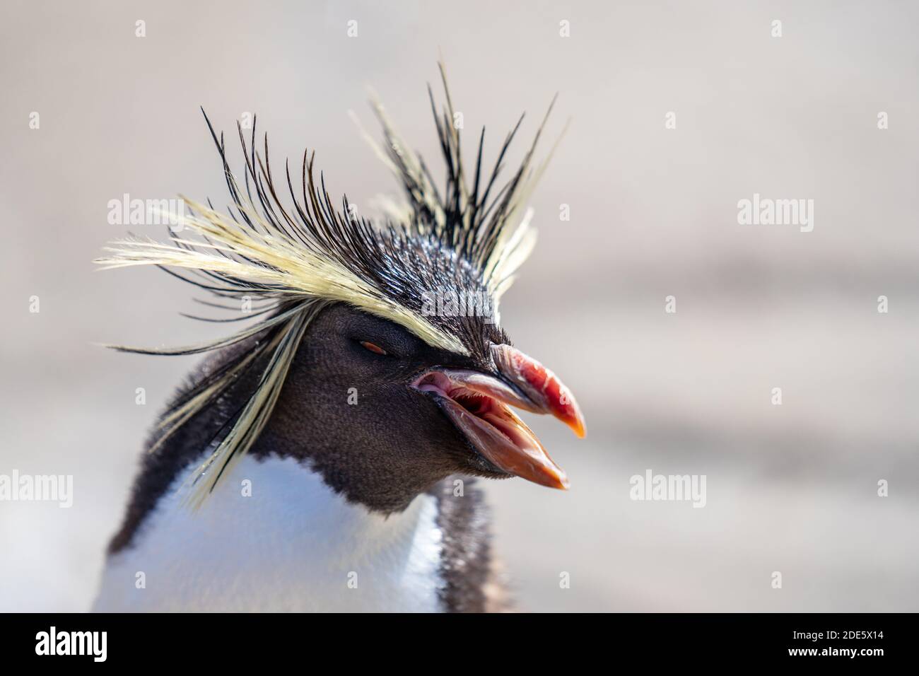 Northern rockhopper penguin, Moseleys rockhopper penguin, or Moseleys ...