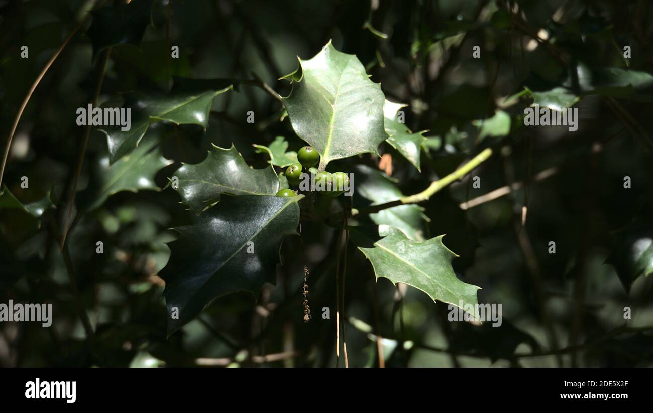 Nature forest plants holly hi-res stock photography and images - Alamy