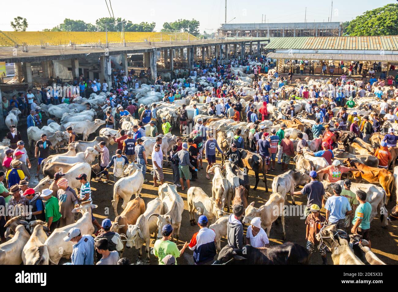 Early morning at the Padre Garcia Livestock Auction Market in Batangas ...