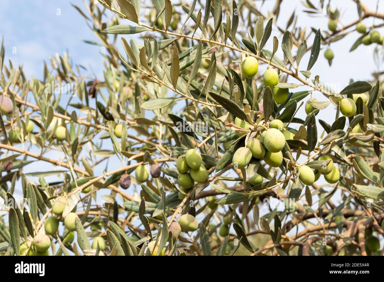 Olive tree olea europaea leaves hi-res stock photography and images - Alamy