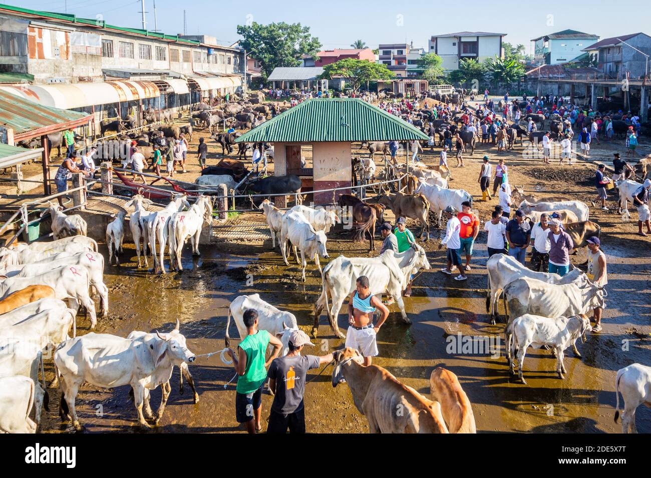 Early morning at the Padre Garcia Livestock Auction Market in Batangas ...