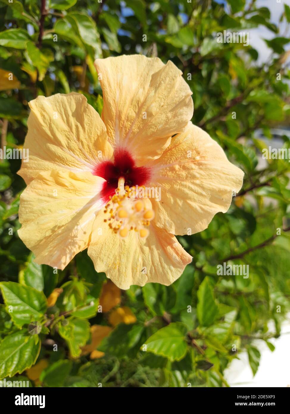 Gumamela flower hi-res stock photography and images - Alamy