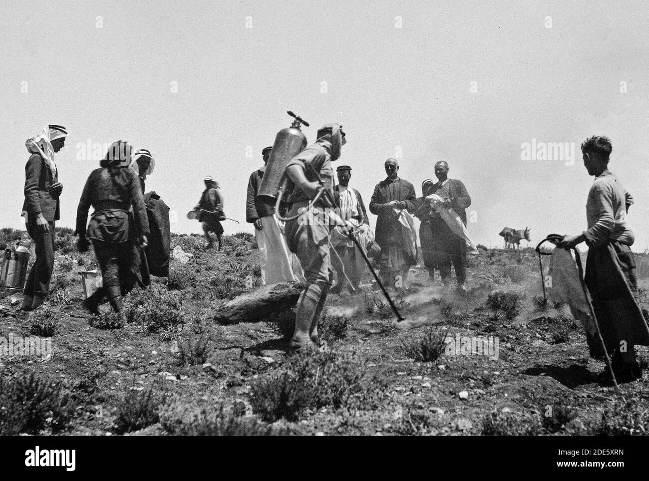 Original Caption: Killing locust - Location: ca. 1925 Stock Photo - Alamy