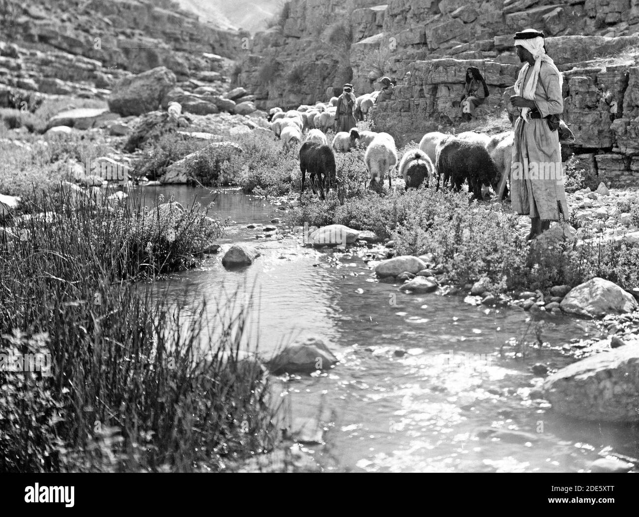 Early 1900s shepherd and sheep hi-res stock photography and images - Alamy