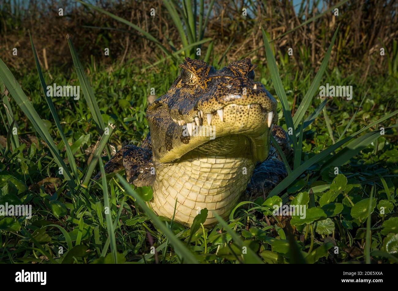 Black caiman habitat hi-res stock photography and images - Alamy
