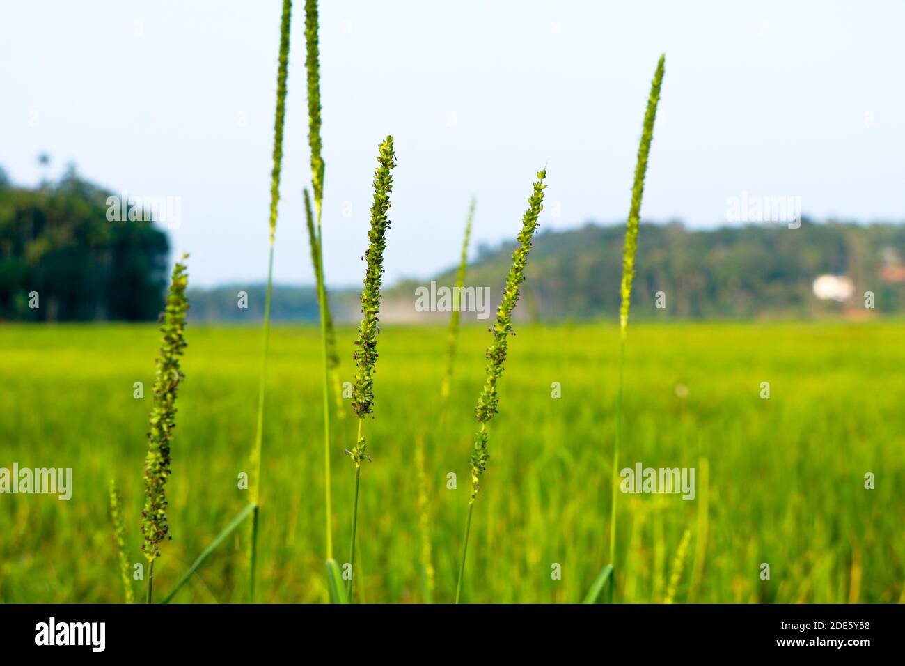 Paddy weed hi-res stock photography and images - Alamy