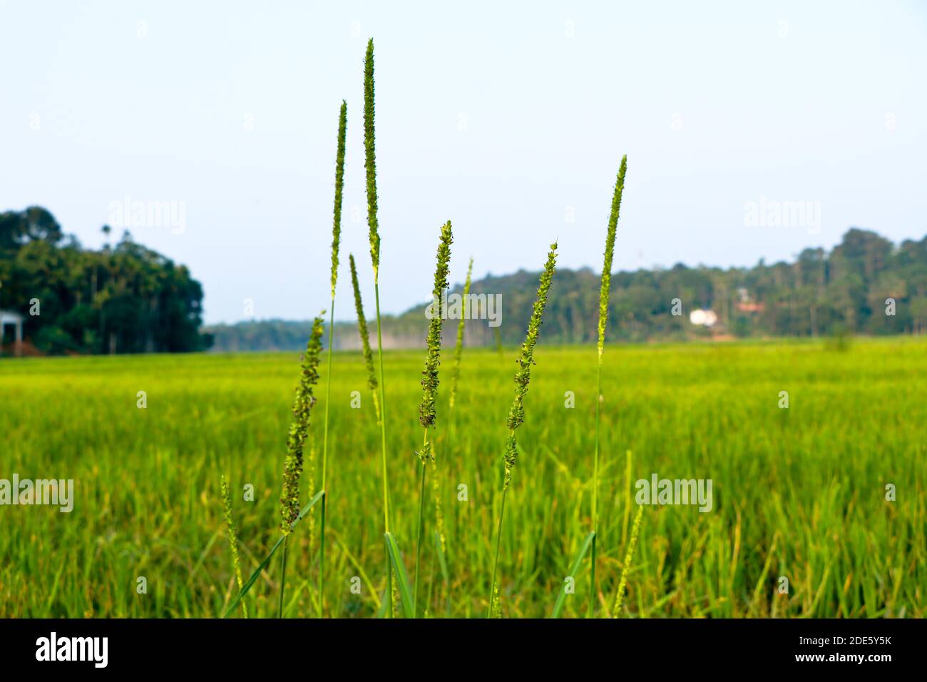 Paddy weed hi-res stock photography and images - Alamy