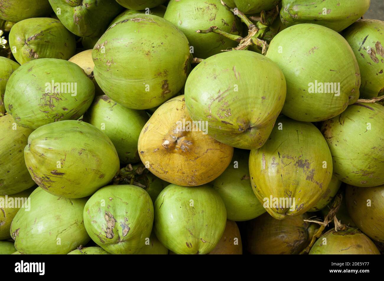 A stack of coconuts displayed on the market Stock Photo - Alamy