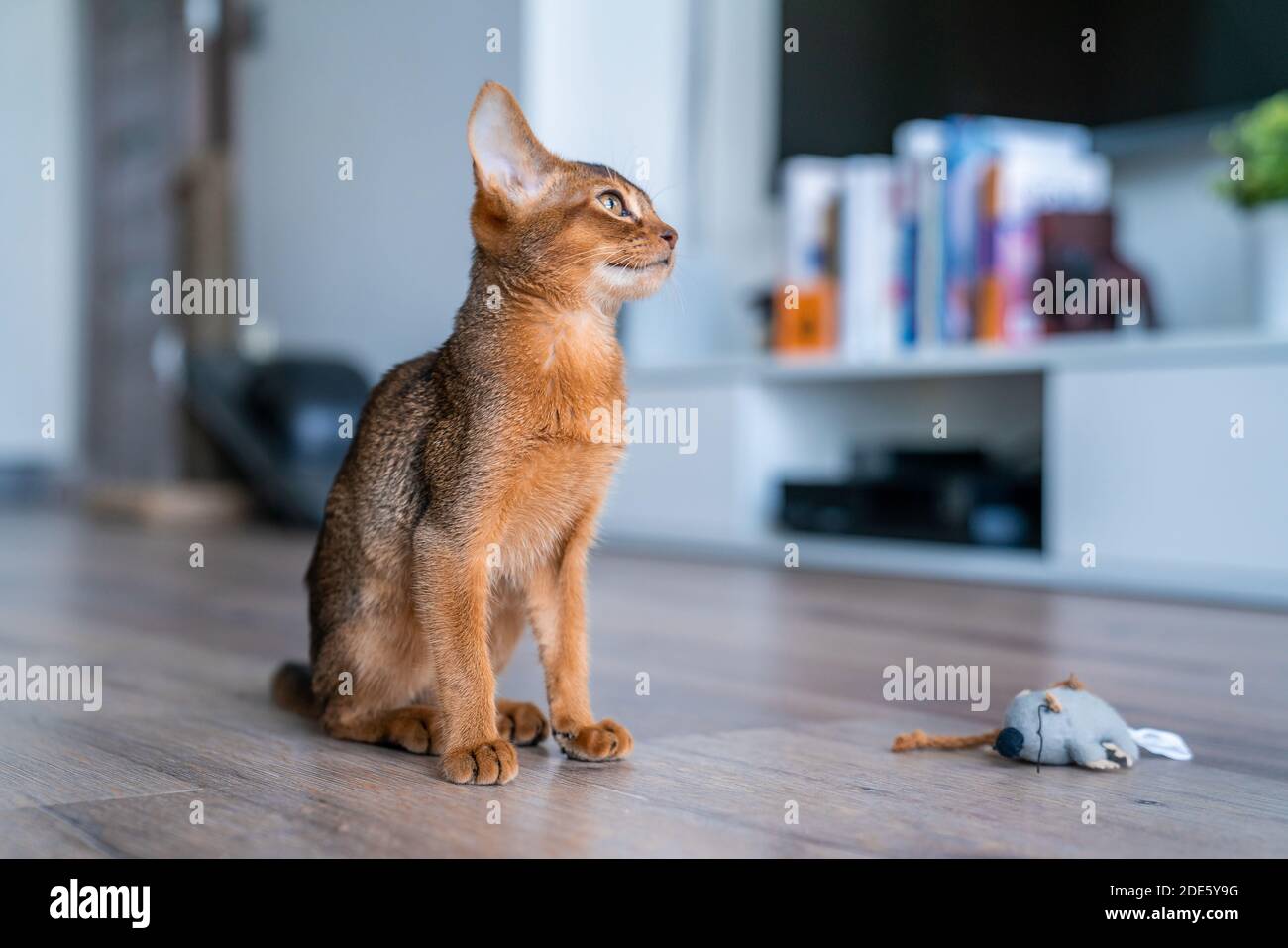 Abyssinian white eyes hi-res stock photography and images - Alamy