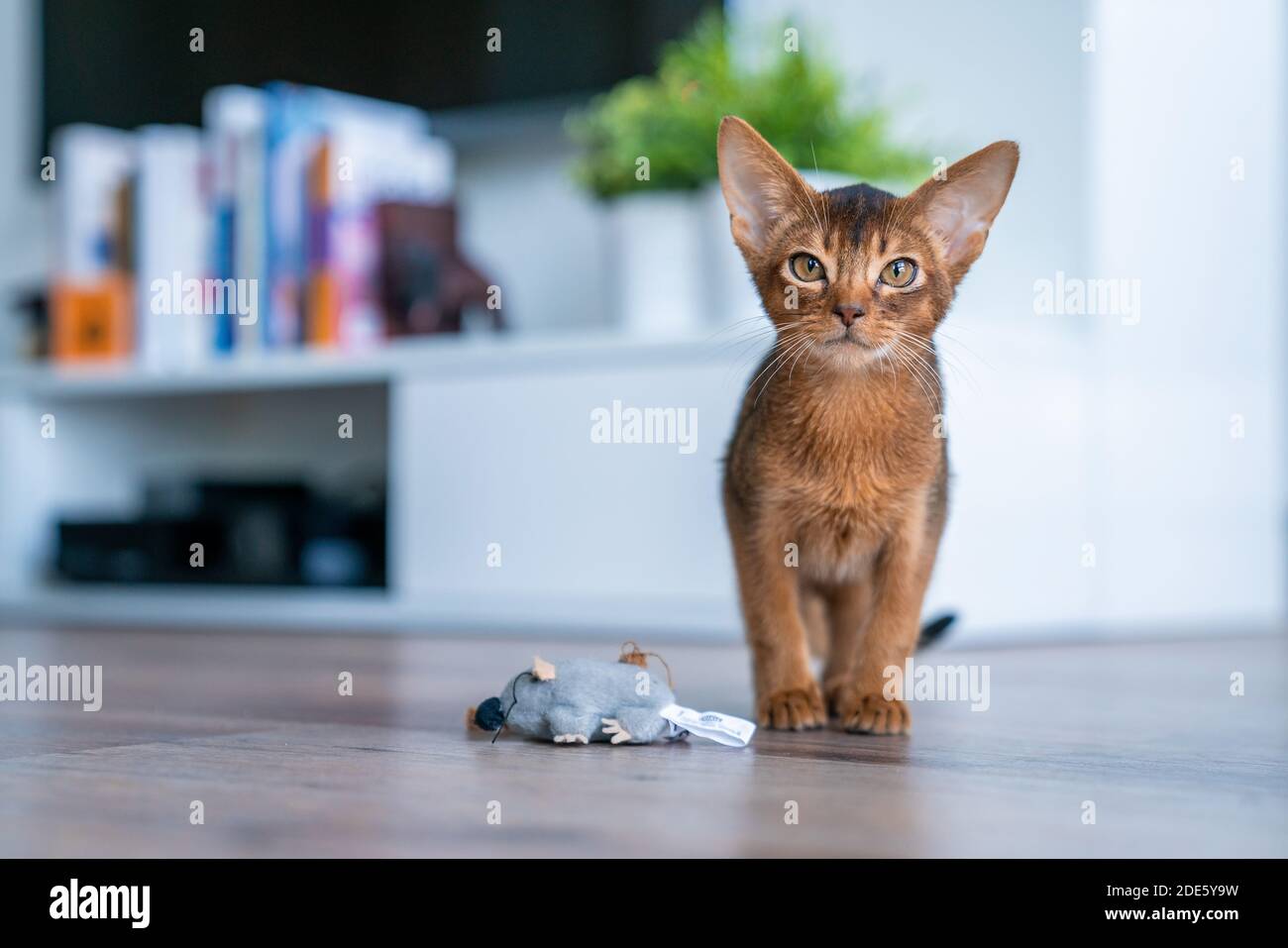Abyssinian cat ears hi-res stock photography and images - Alamy