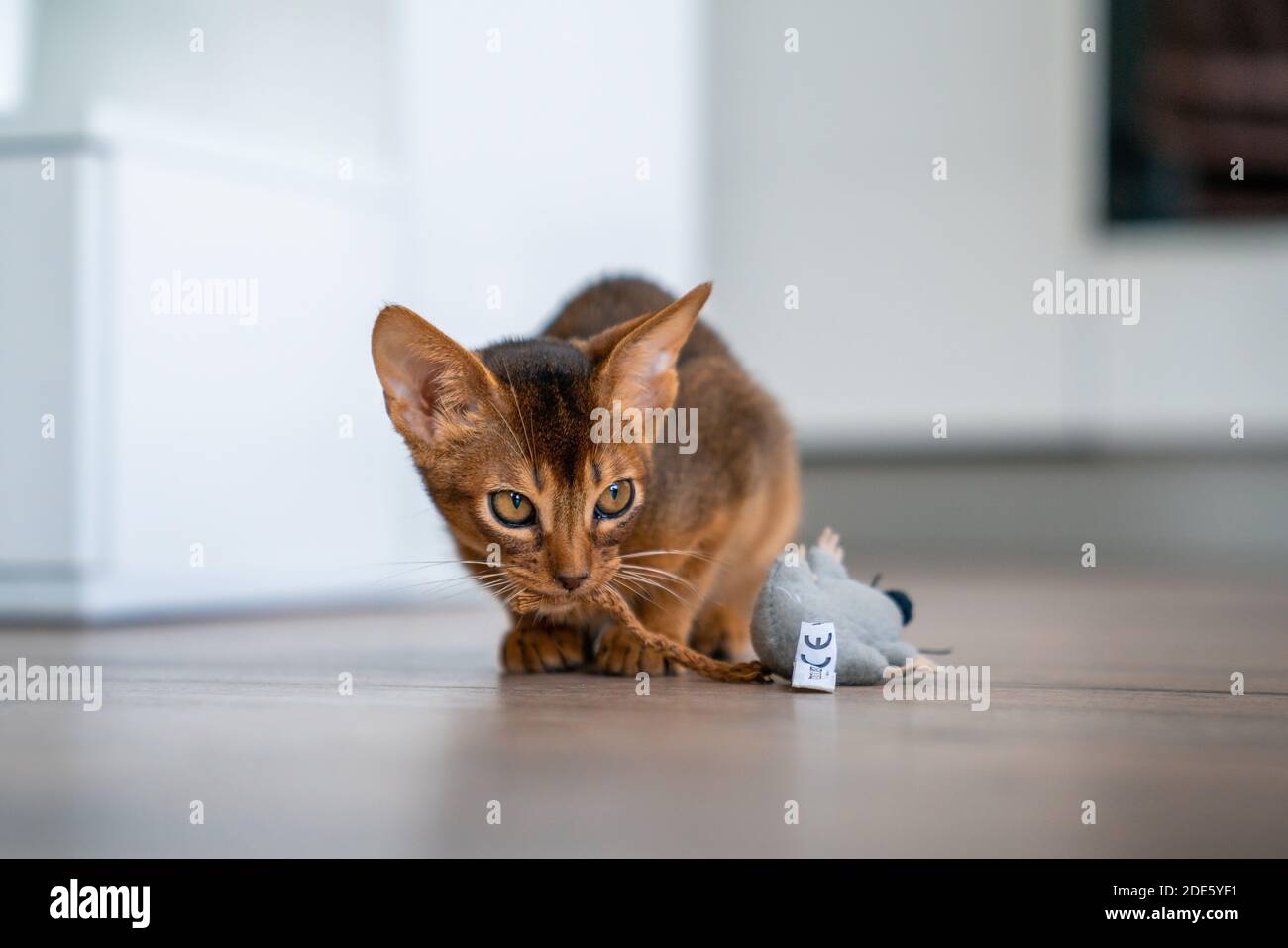 Ruddy abyssinian hi-res stock photography and images - Alamy