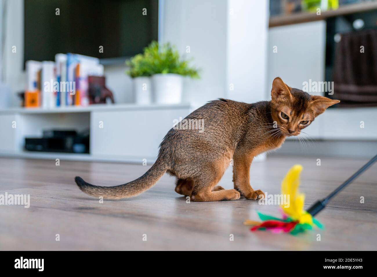 Abyssinian cat standing hi-res stock photography and images - Alamy