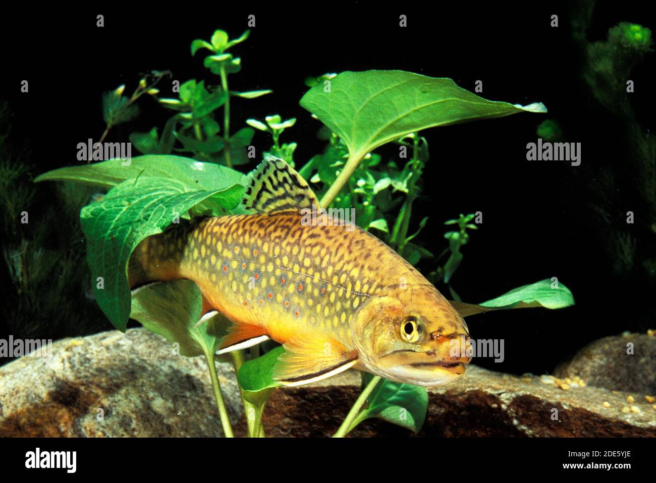 Brook Trout, salvelinus fontinalis, Adult Stock Photo - Alamy