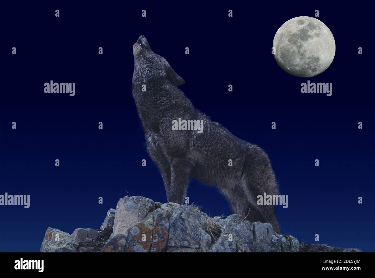 European Wolf, canis lupus, Adult Howling at the Moon Stock Photo - Alamy