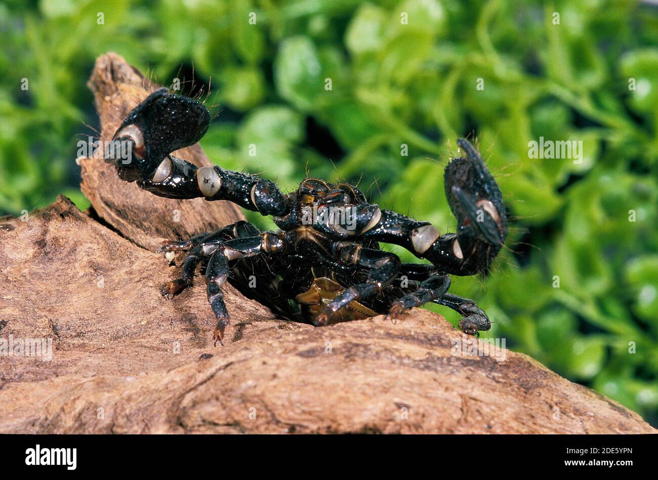 Imperial Scorpion, pandinus imperator Stock Photo - Alamy