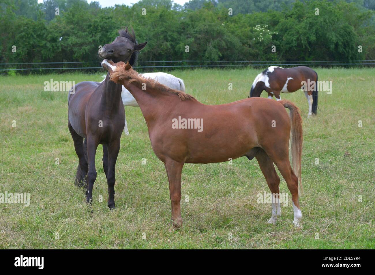 Horse twitch hi-res stock photography and images - Alamy