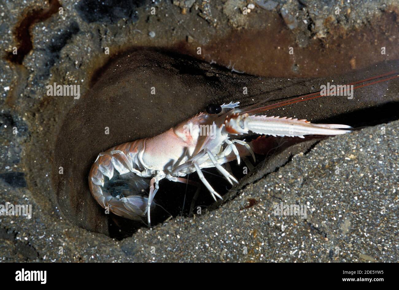 Nephrops norvegicus underwater hi-res stock photography and images - Alamy