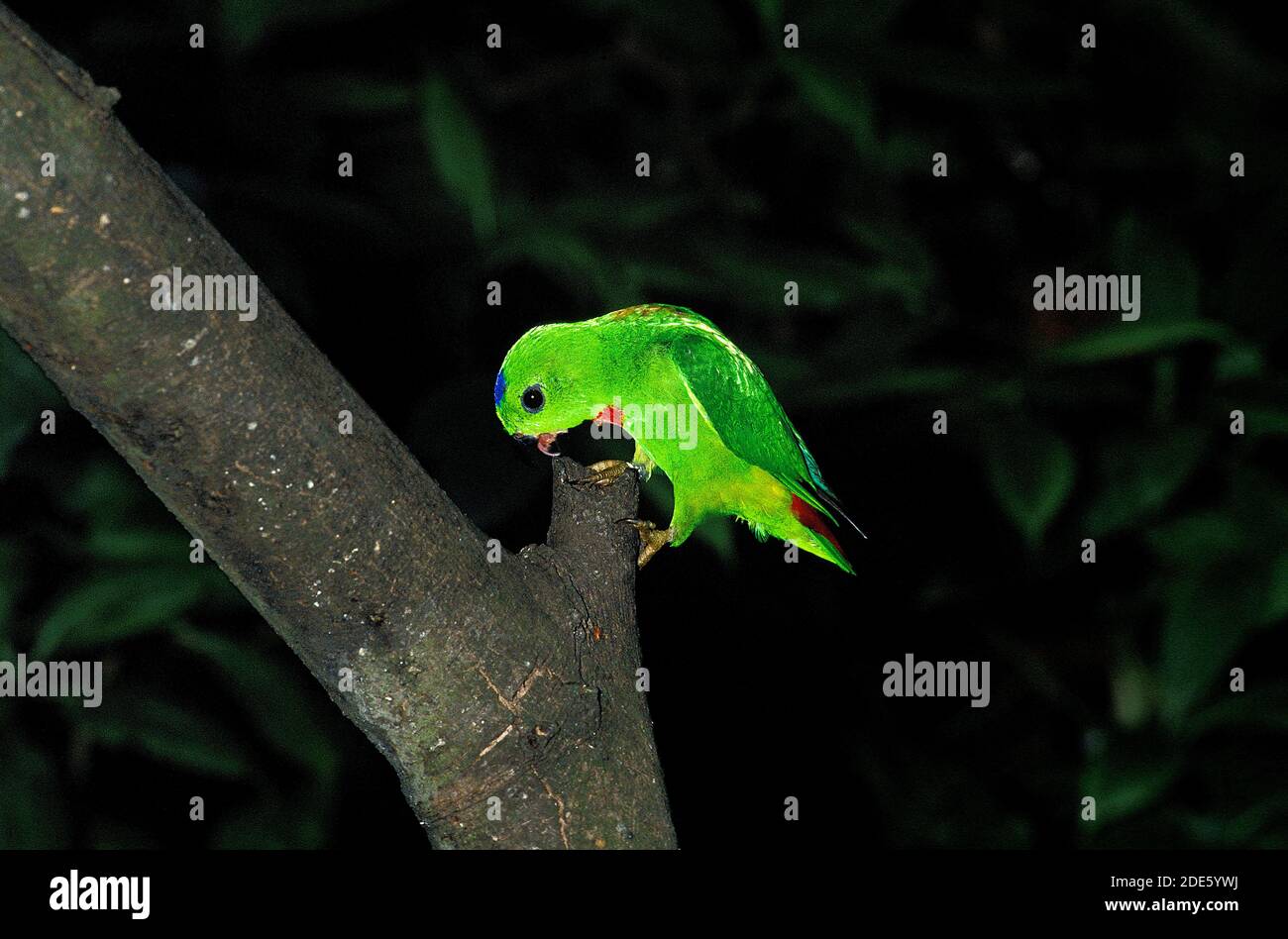 Blue Crowned Hanging Parrot, loriculus galgulus, Adult standing on ...