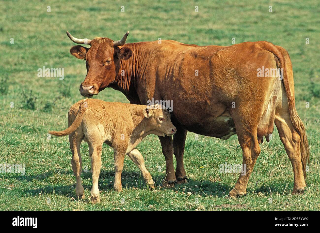 Adult limousin cow hi-res stock photography and images - Alamy