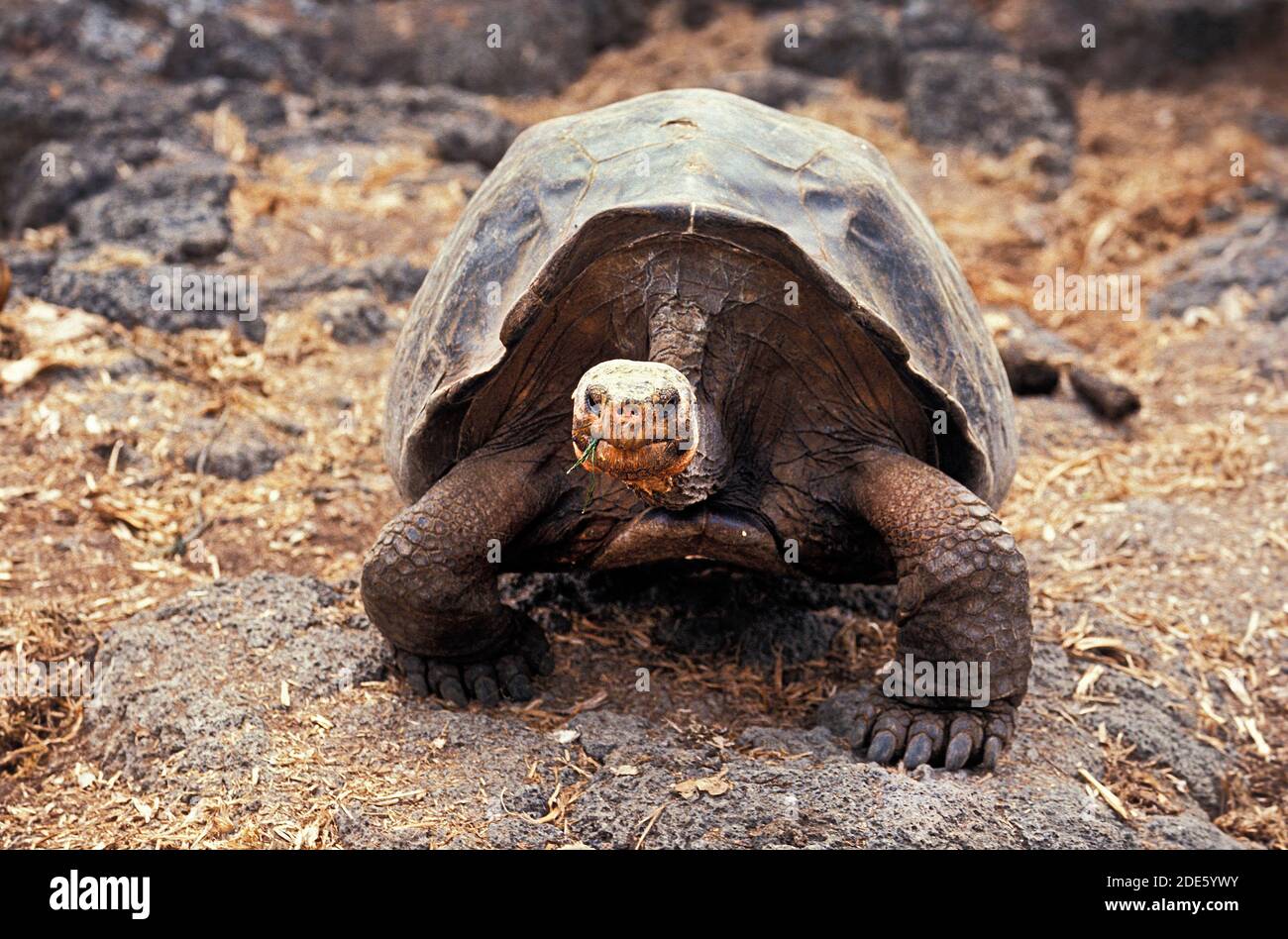 Giant Galapagos Tortoise, geochelone nigra, Adult standing on Rocks ...