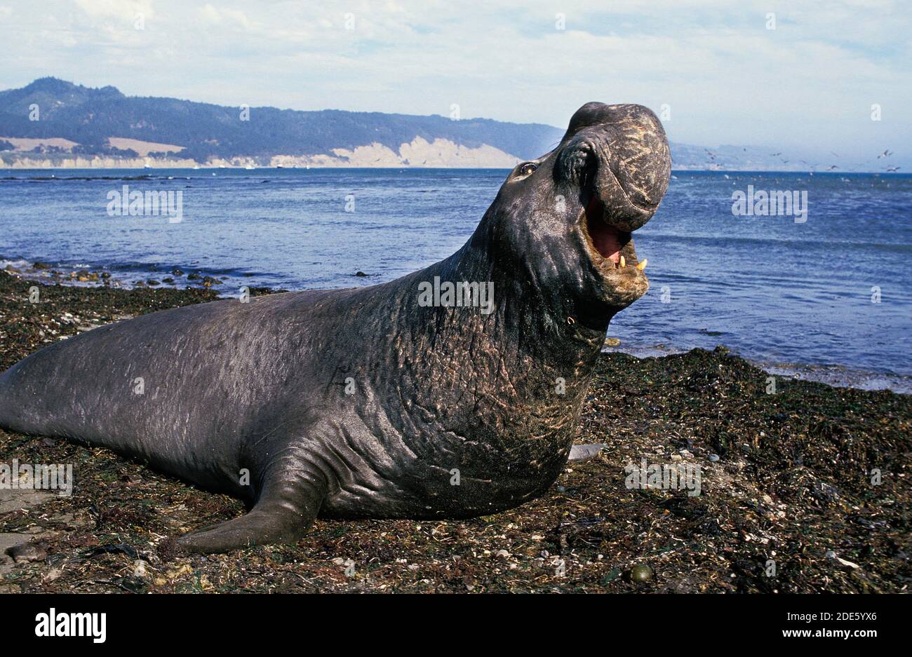 Southern Elephant Seal, mirounga leonina, Male standing on Beach with ...
