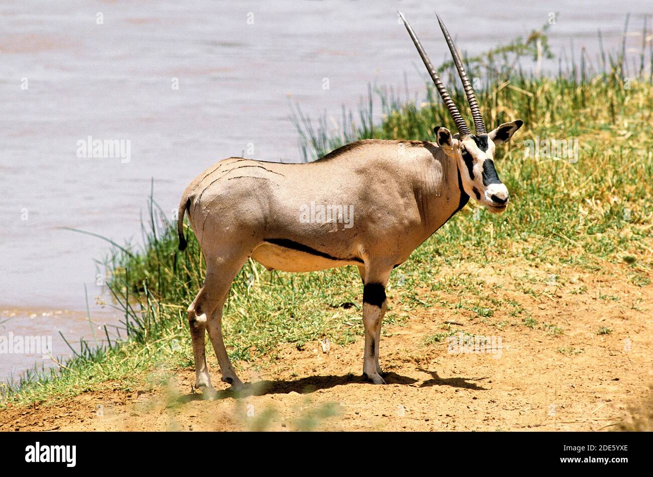 Oryx Attack