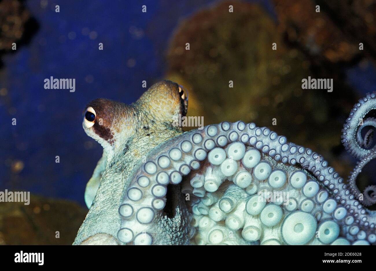 Octopus eye close up view hi-res stock photography and images - Alamy